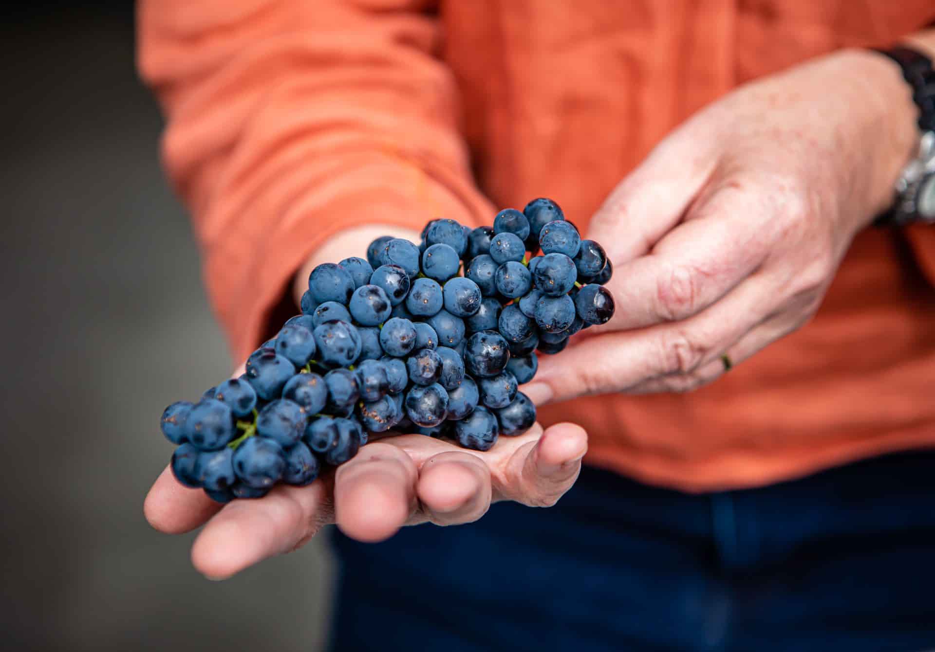 George Samios welcomes you to a new world of wine - Penali Cellar Doors